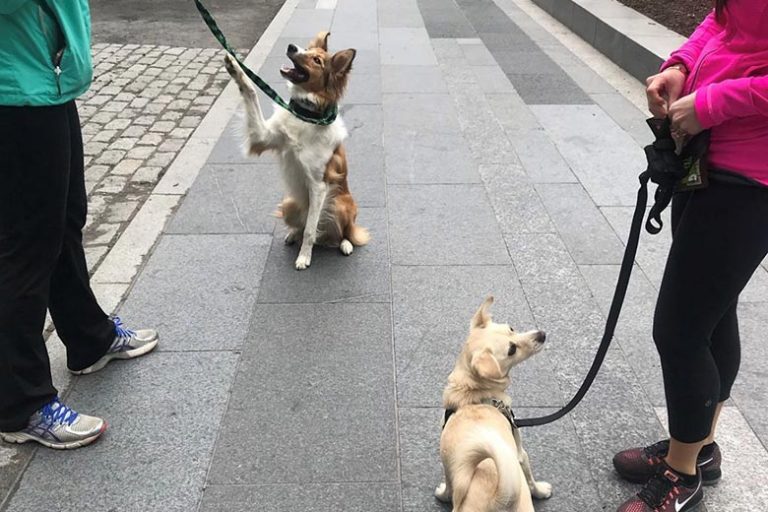 Keep It Moving (on Walks) - Philly Dog Training, certified dog trainers ...